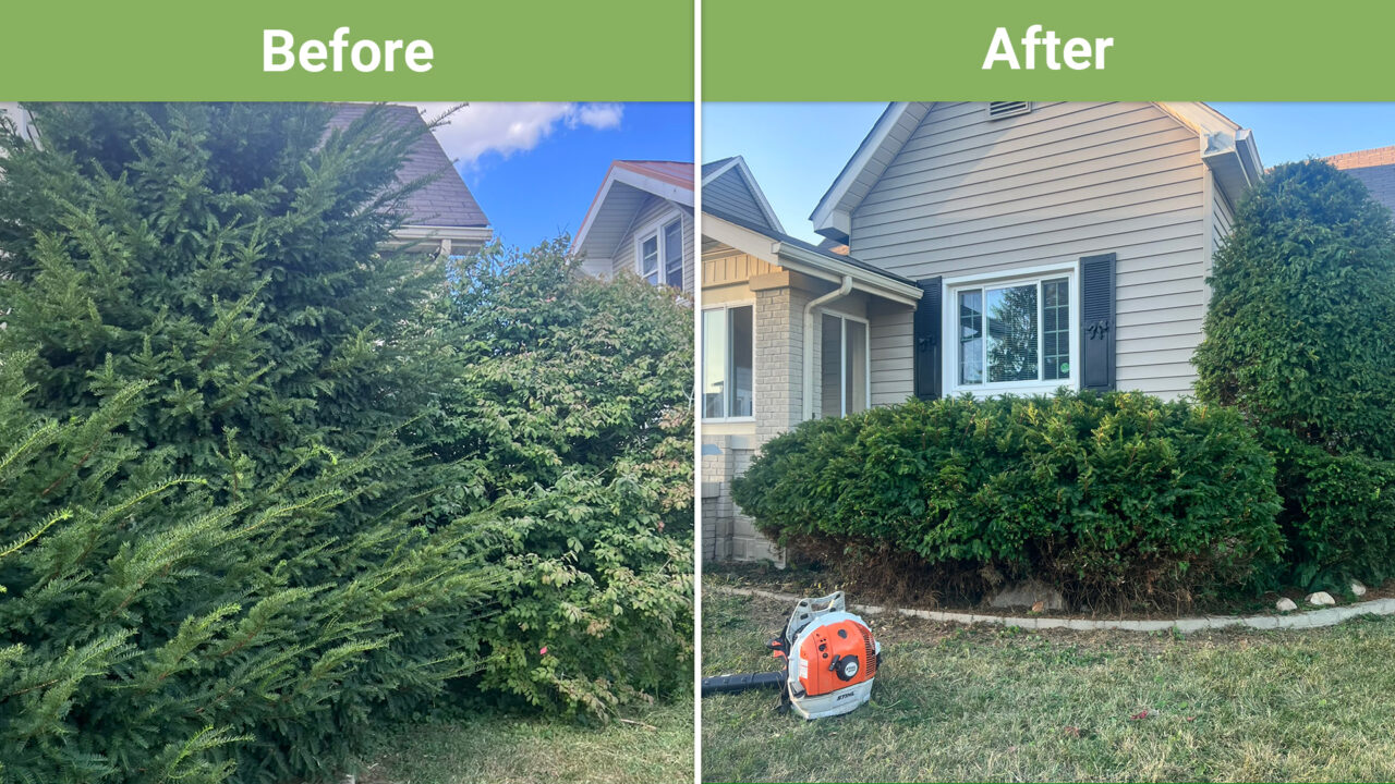 Bush Trim Before & After #1 | Customers Choice Lawn Care